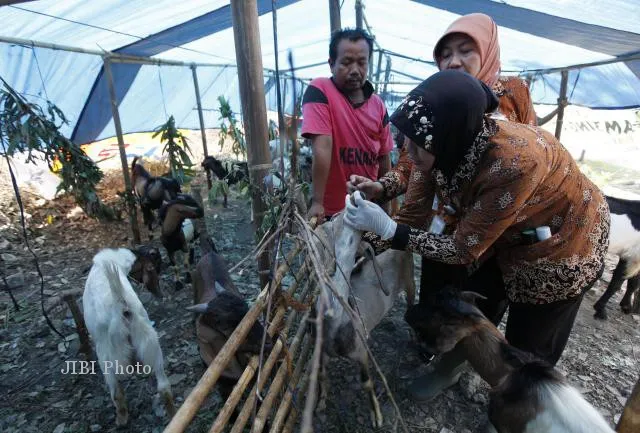 PERIKSA KESEHATAN KAMBING - Espos.id | Espos Indonesia dari Solo untuk Indonesia