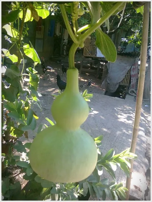 Labu Botol, Bahan Jus untuk Diet - Espos.id