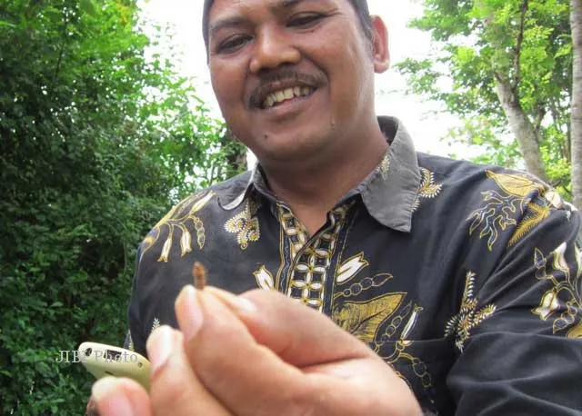 HAMA ULAT: Ratusan Pohon Sengon Diserang Ulat Keong, Kerugian Ratusan ...