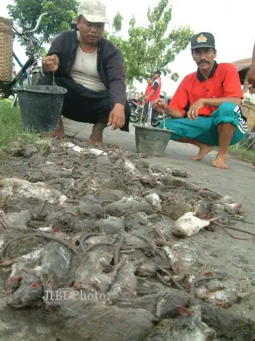 SERANGAN HAMA : 220 Hektare Sawah Diserang Tikus - Espos.id