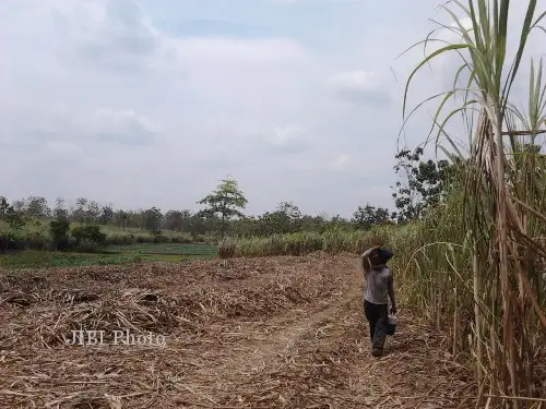 HARGA TEBU : Harga Kian Merosot, Petani Tebu Was-Was - Espos.id