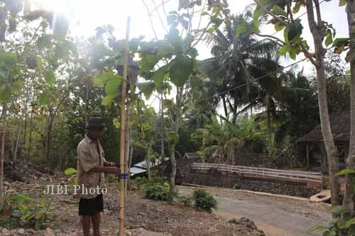 Melindungi Kelapa dengan Jebakan Kuwawung, Ini Caranya - Espos.id