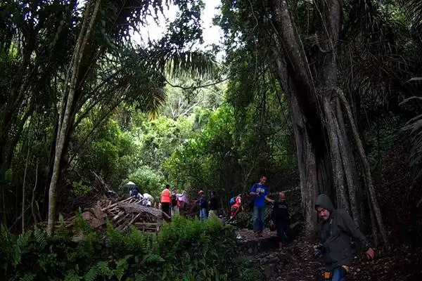 WISATA BALI : Misteri Pohon Taru Menyan Berusia 11 Abad - Espos.id