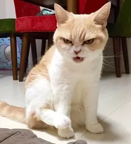 TRENDING SOSMED : Perkenalkan, Kucing Bertampang Marah Ini Namanya ...