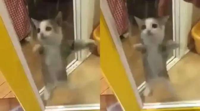 TRENDING SOSMED : Lucunya... Kucing Ini Bisa Lompat Sambil Tepuk Tangan ...