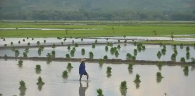 FOTO PERTANIAN GROBOGAN : Pembibitan Dilakukan Petani Klambu - Espos.id