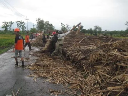 ANGIN KENCANG KLATEN : 1 Mobil Tertimpa Pohon, Los Tembakau Ambruk - Espos.id