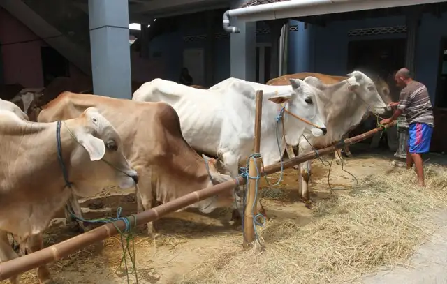 Jelang Iduladha, Ini Daftar Lengkap Harga Hewan Kurban di Soloraya - Espos.id