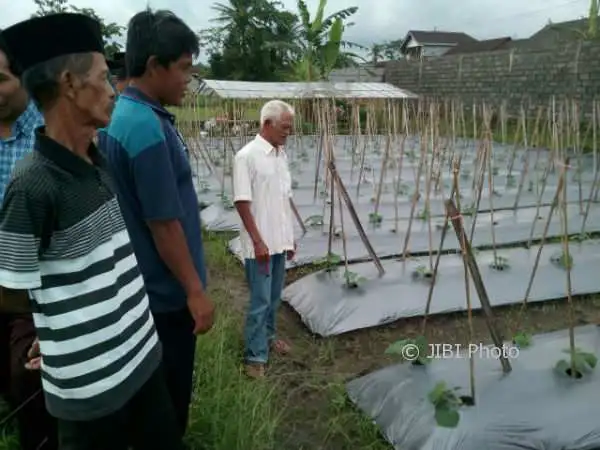 Budidaya Timun Baby di DIY Menggiurkan - Espos.id