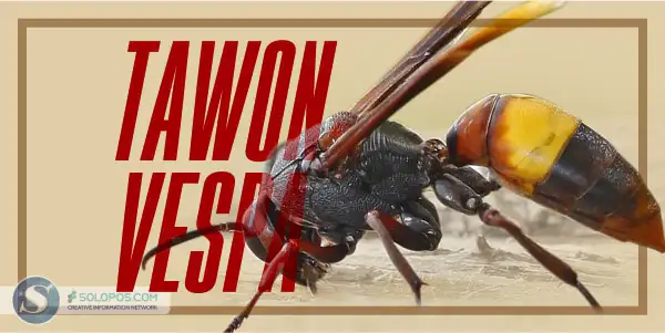 3 Sengatan Tawon Vespa Bikin Warga Ngadirojo Wonogiri Lumpuh, Begini ...