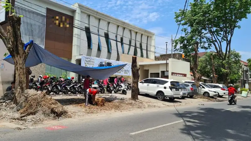 Wakil Rakyat Protes Penebangan Pohon Angsana Di Jl dr Supomo Solo ...