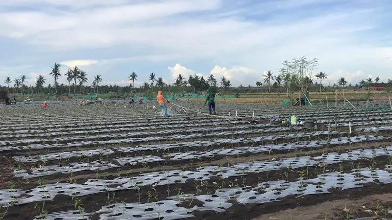 Dulu Diolok-Olok, Petani Pesisir Kulonprogo Kini Sukses Jadi Pemasok ... Dulu Diolok-Olok, Petani Pesisir Kulonprogo Kini Sukses Jadi Pemasok ...