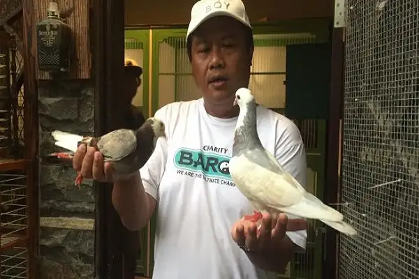 Wow! Burung Merpati di Tegal Ini Berharga Rp2 Miliar, Ini Istimewanya ...