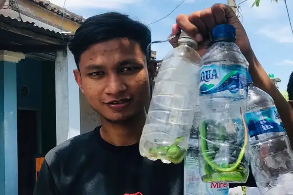 Digigit Ular, Pertolongan Pertama Menentukan Keselamatan Korban - Espos.id