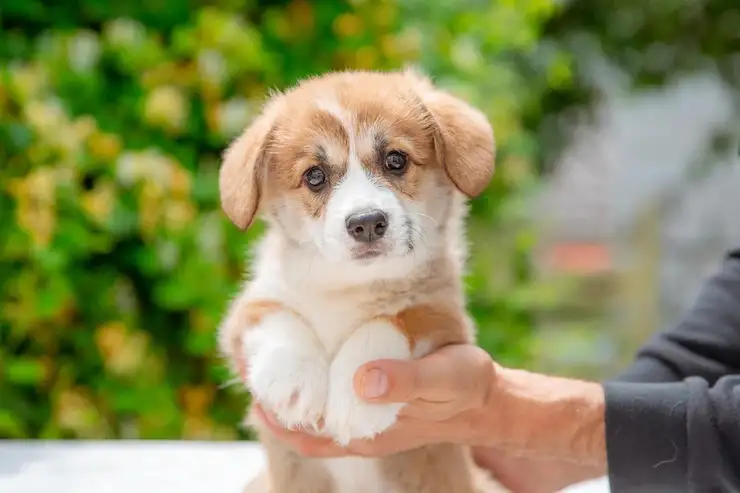 Arti Mimpi Anak Anjing, Pertanda Bakal Mendapat Kebahagiaan? - Espos.id
