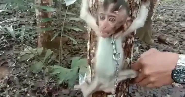 Komunitas Monkey Hate di Balik Konten Penyiksaan Bayi Monyet - Espos.id