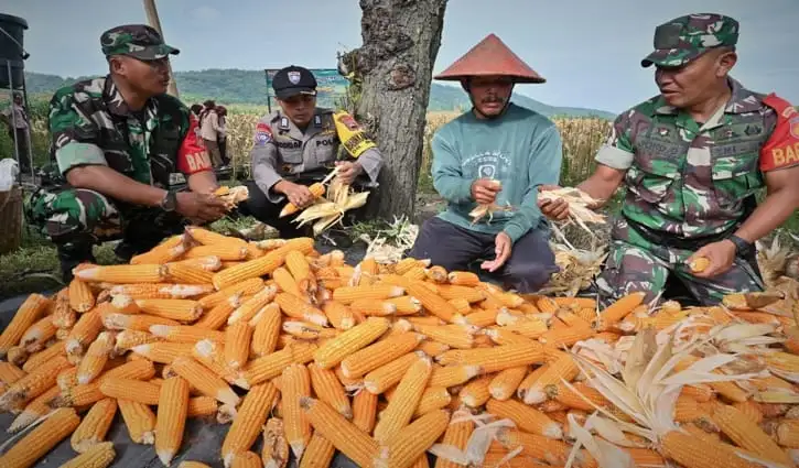 Kodim 0726/Sukoharjo Panen Jagung di Lahan Demplot Desa Bulu - Espos.id