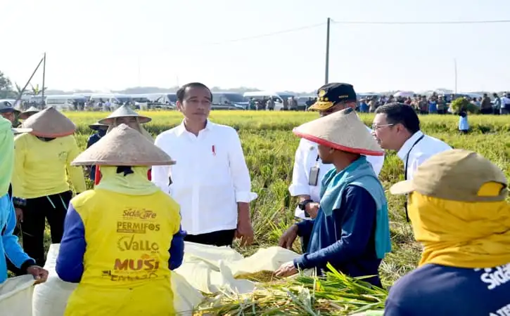 Jadi Lumbung Padi Nasional, Ini 5 Daerah Penghasil Padi Terbesar di Jawa Timur - Espos.id