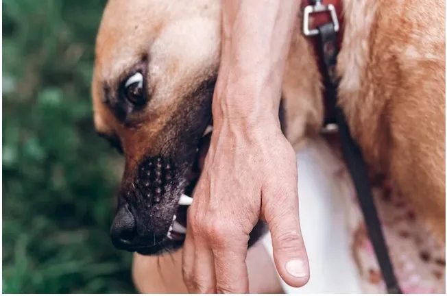 Kenali Gejala Rabies pada Manusia setelah Kena Gigitan - Espos.id