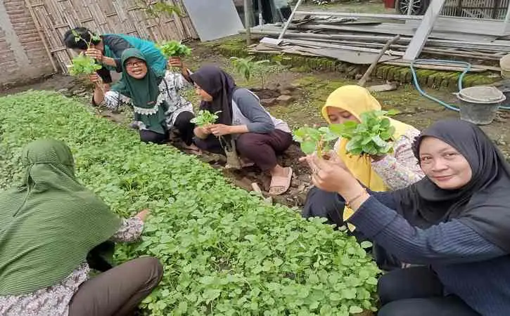 Mandiri Pangan! Wanita Tani di Klaten Manfaatkan Pekarangan untuk Tanam Sayuran - Espos.id ...