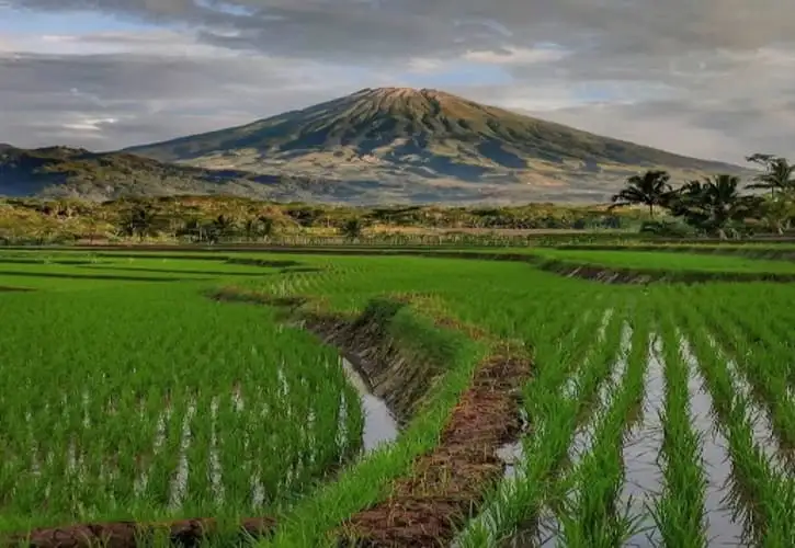 Gunung Sumbing Kebakaran, 61 Pendaki Dievakuasi - Espos.id