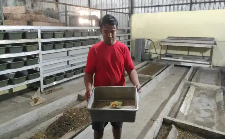 Budi Daya Maggot di TPA Blondo Bawen Semarang, Permintaan Capai 1 ...