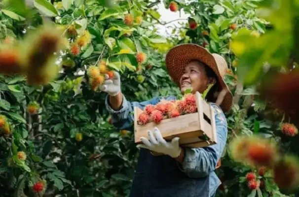 Data BPS 2024: Berikut Ini Daerah Penghasil Rambutan Terbanyak di Jawa ...