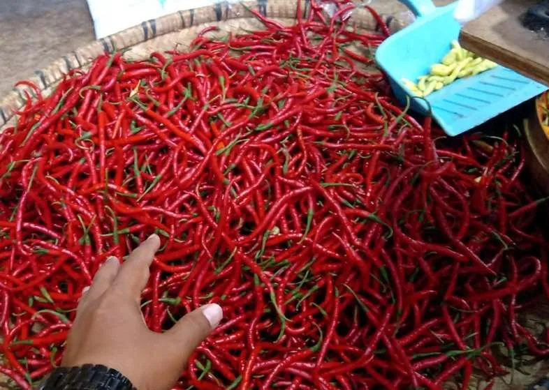 Meroket Pascacoblosan Pemilu 2024, Harga Cabai di Sragen Tembus Rp90.000/kg - Espos.id | Espos ...