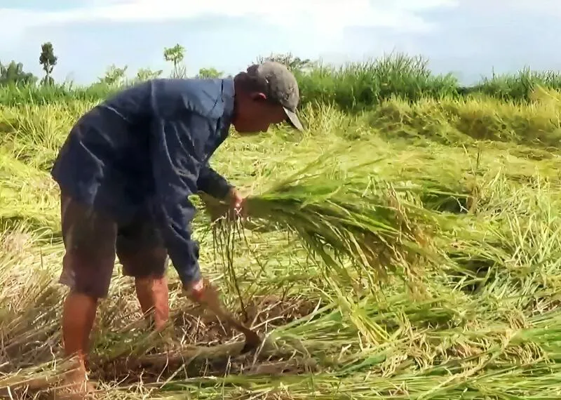 Terendam Banjir, Puluhan Hektare Tanaman Padi di Magetan Terancam Gagal Panen - Espos.id