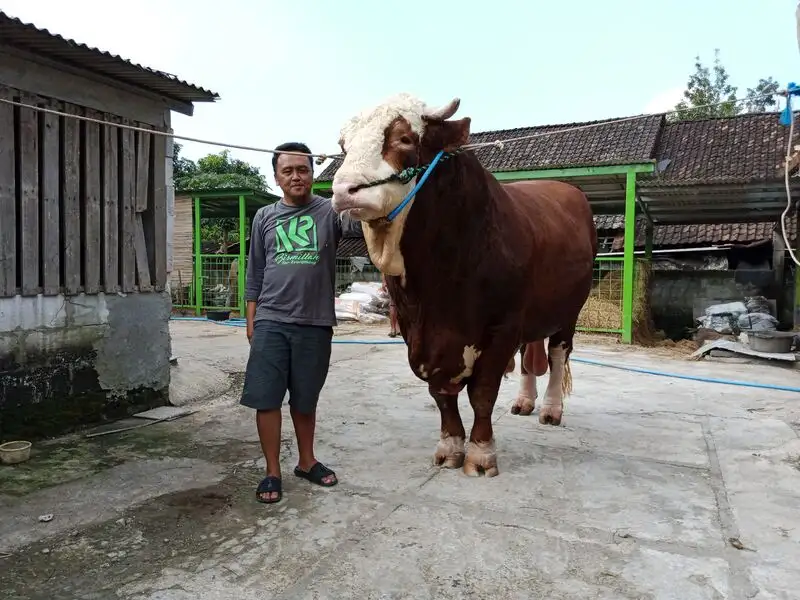 Sapi Jumbo untuk Kurban di Semarang Ini Laris Dipesan Pembeli sampai ...