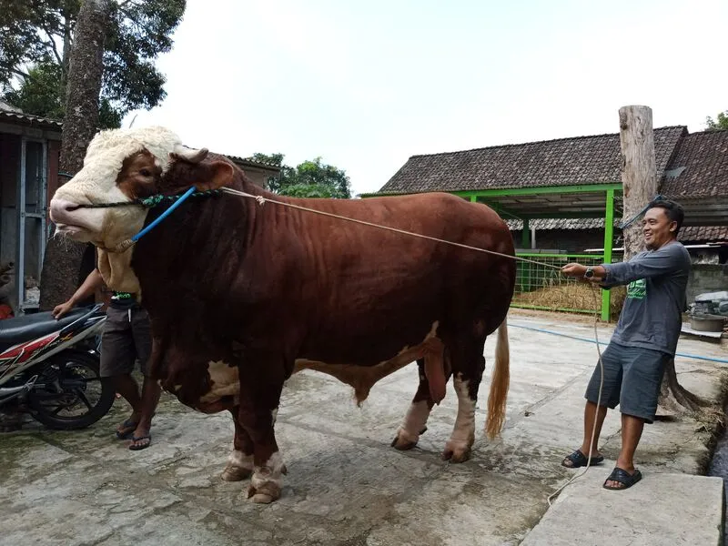 Cerita Peternak Sapi Jumbo Kontes asal Semarang, Pernah Terjual Rp666 ...