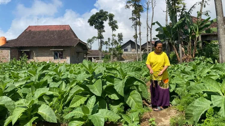 Petani di Selo Boyolali Semringah, Harga Tembakau Krosok Naik Dibanding ... Petani di Selo Boyolali Semringah, Harga Tembakau Krosok Naik Dibanding ...