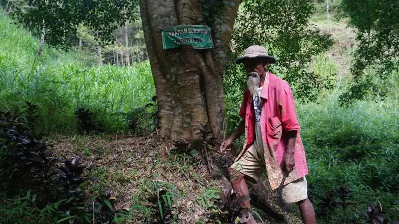 Berkat Mbah Sadiman & Pohon Beringinnya, Bulukerto Wonogiri Tak Pernah ...