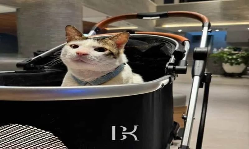 Netizen Soroti Stroller Bobby Kertanegara Kucing Milik Presiden Prabowo ...
