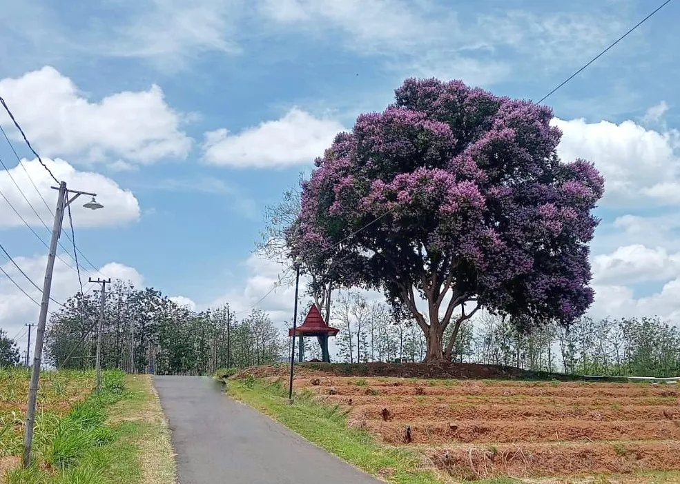 Tak Hanya Indah, Pohon Berbunga Ungu di Magetan Ini Jadi Pertanda Musim ...