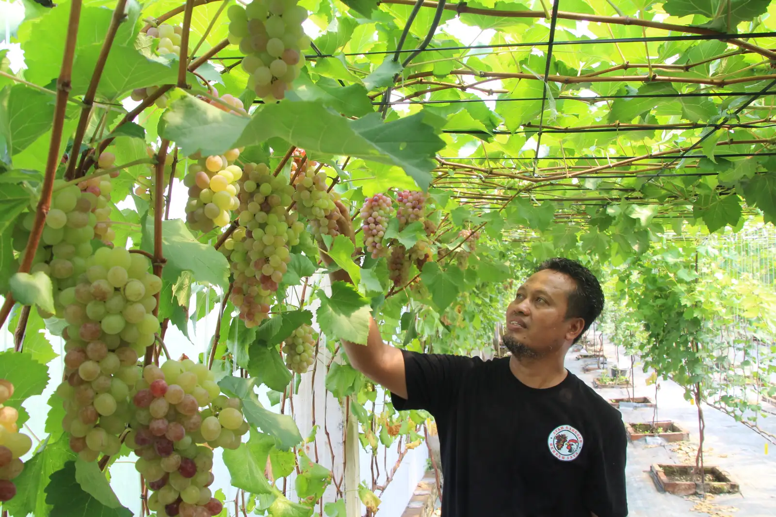 Warga Jelobo Klaten Sulap Lahan Jadi Kebun Anggur, Kini Jadi Objek ... Warga Jelobo Klaten Sulap Lahan Jadi Kebun Anggur, Kini Jadi Objek ...