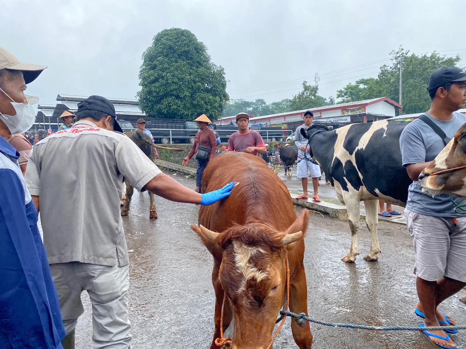 Harga Jual Sapi di Pasar Hewan Boyolali Anjlok Imbas PMK, Pedagang Menjerit - Espos.id