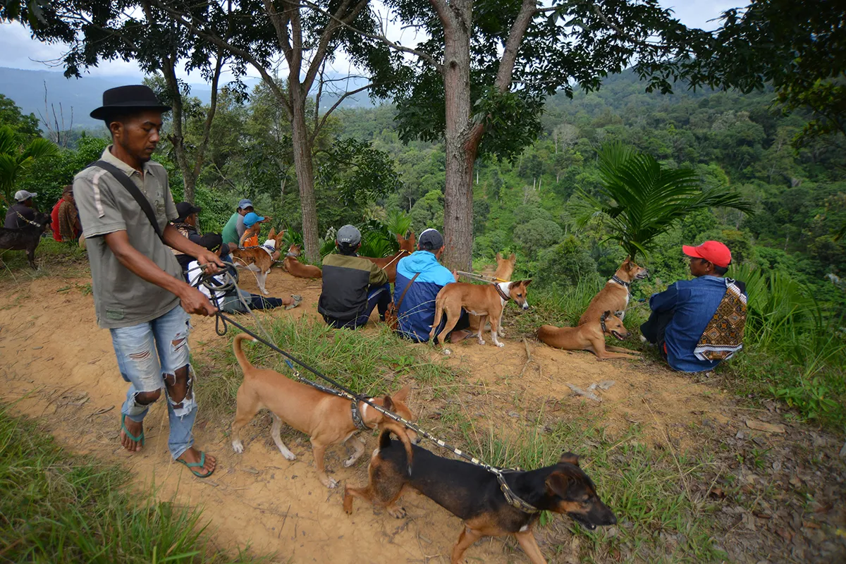 Tradisi Berburu Babi Hutan dengan Anjing di Tanah Datar Sumbar - Espos.id
