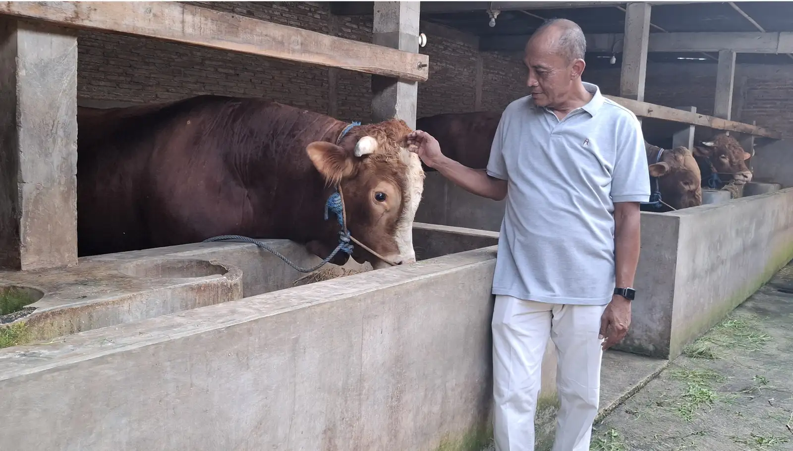 Peternak Sapi Langganan Jokowi di Karanganyar Nyaris Kena Tipu Rp139 ...