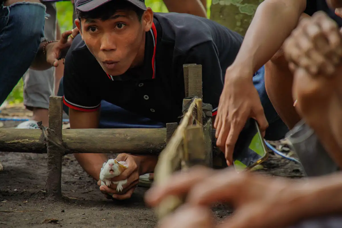Serunya Lomba Karapan Marmut, Tradisi Unik Jelang Musim Kemarau di ...