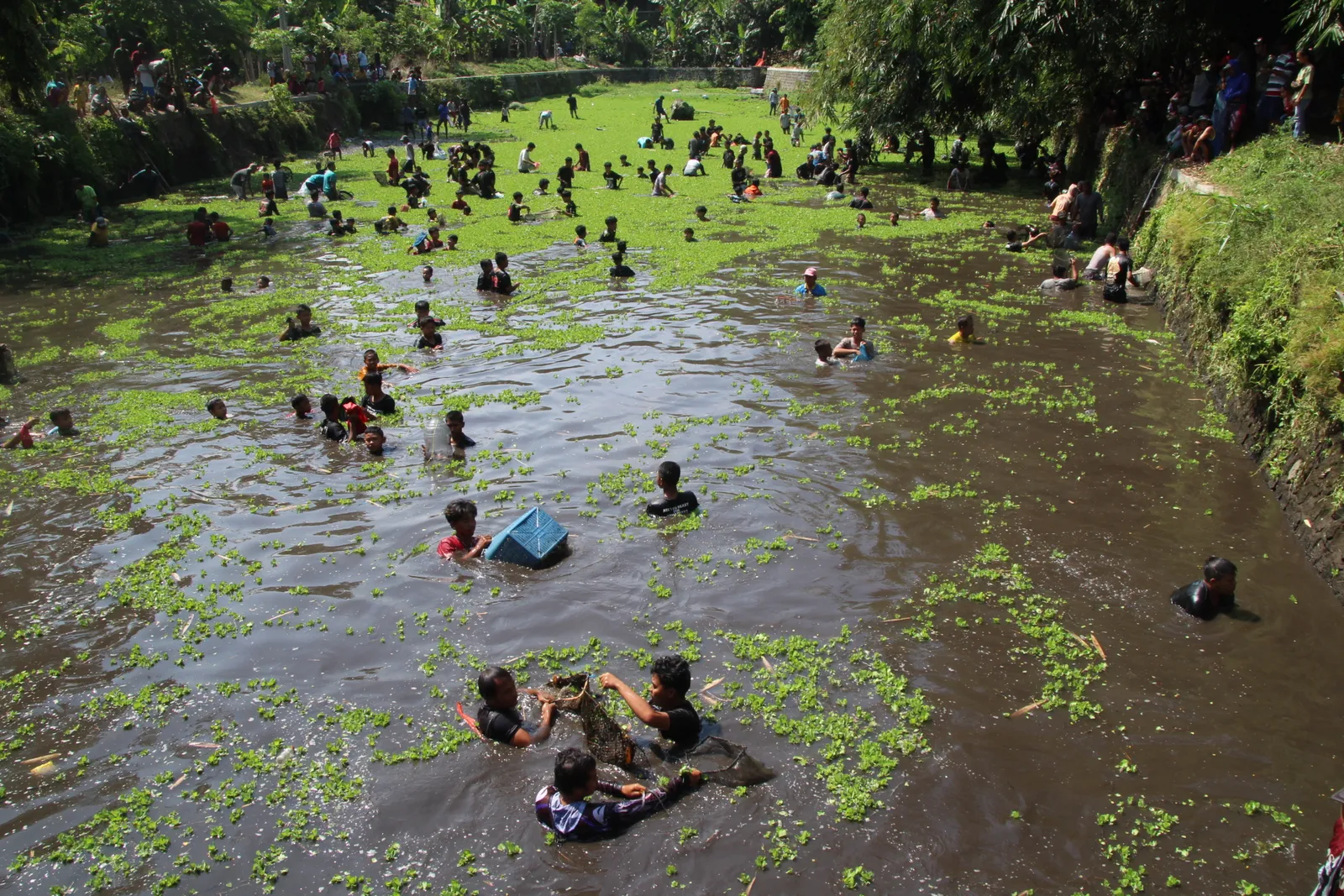 Gayeng, Warga Nyebur Berburu Ikan di Tradisi Buka Teteg Desa Demakijo ...