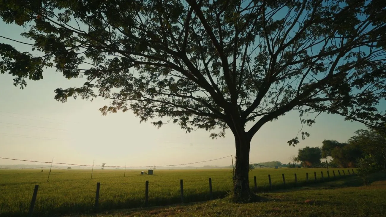 Cerita Pohon Kehidupan - Espos.id